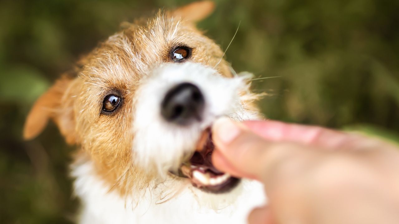 Are Pill Treats Safe for Your Furry Friend? – medicrunch