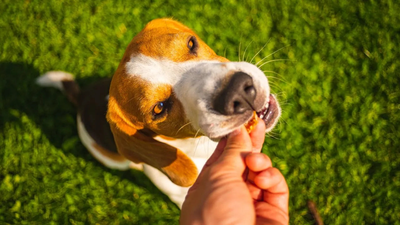 The Comprehensive Guide to Medi-Crunch Pill Pouches for Easy Dog Medic ...